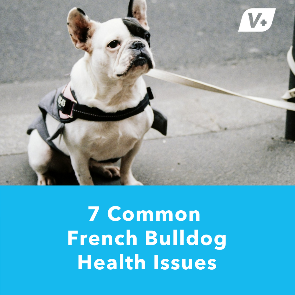 7 Common French Bulldog Health Issues & Prevention | Vetnique