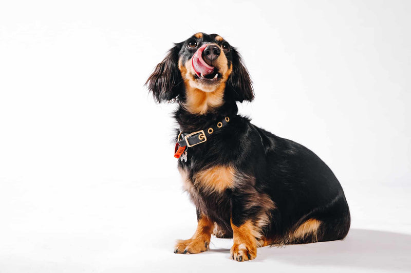 Dog Poop Color Chart: What Healthy Poop Looks Like [2026]