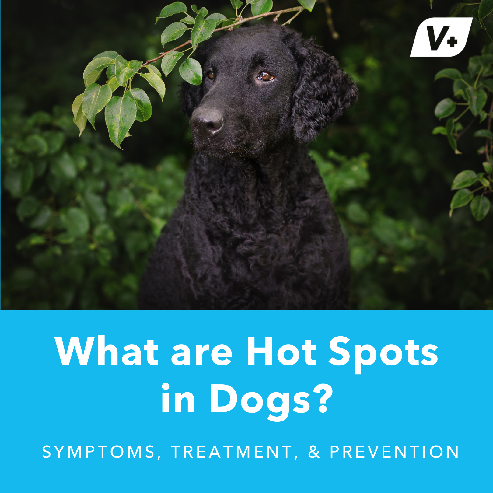 Hot Spots in Dogs - Symptoms & Treatment – Vetnique Labs