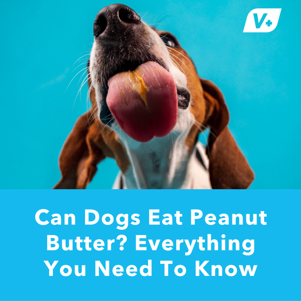 Can Dogs Eat Peanut Butter? Vet Guide to Safety & Serving | Vetnique