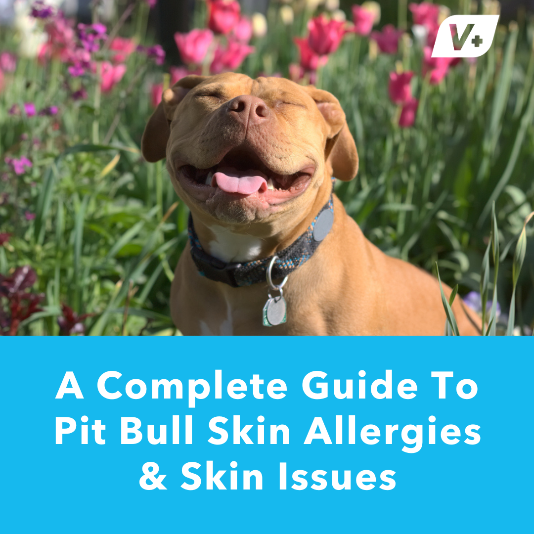 Pit Bull Skin Allergies & Skin Issues: Complete Vet Guide [2026]